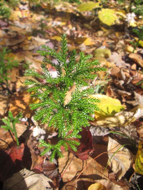 Tree Sapling By ComputerWomanIRT On DeviantArt