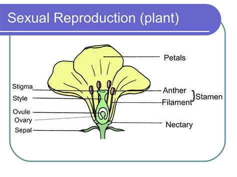 X Cells And Fertilisation Ppt Free Download