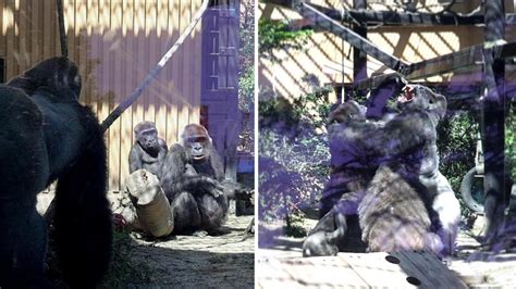 親子喧嘩長男ゲンタロウがお父さんモモタロウを本気で怒らせたお母さんゲンキと次男キンタロウはゲンタロウを守る撮影日 京都市動物園ニシゴリラの家族 YouTube