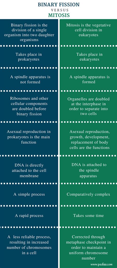 Difference Between Binary Fission And Mitosis Mechanism Phases