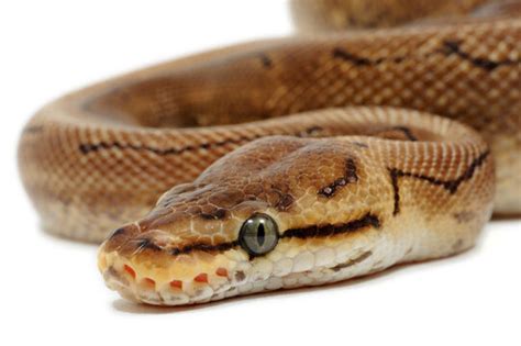 Python 이미지 찾아보기 81156 스톡 사진 벡터 및 비디오 Adobe Stock