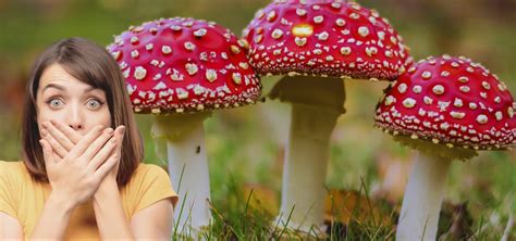 Ne faites pas cette erreur Attention à ces 3 champignons qu il ne