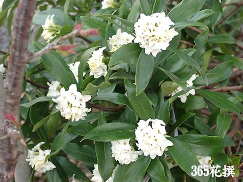 ジンチョウゲ（沈丁花）｜園芸植物小百科｜育て方｜花の写真