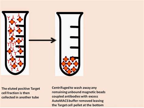 Haematology In A Nutshell Pbmc Isolation Using The Miltenyi Biotec