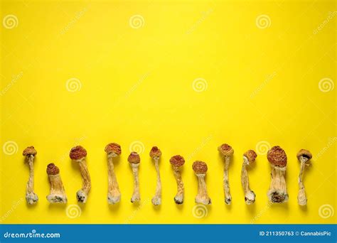 Dry Psilocybin Mushrooms On Bright Yellow Background In Row