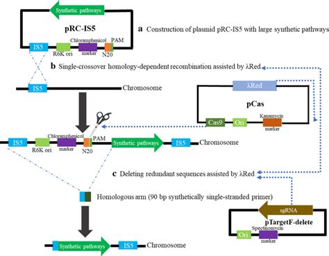 Outline Of The λ Red Assisted Homology Dependent Recombination For