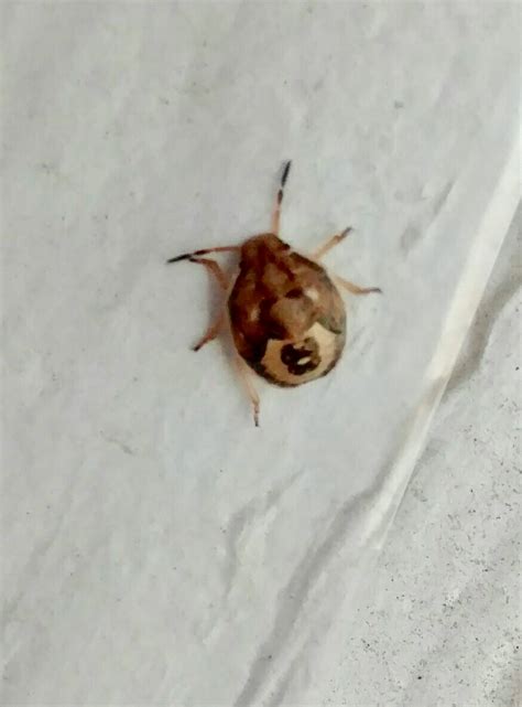 Species Identification Can You Identify This Insect For Me Biology