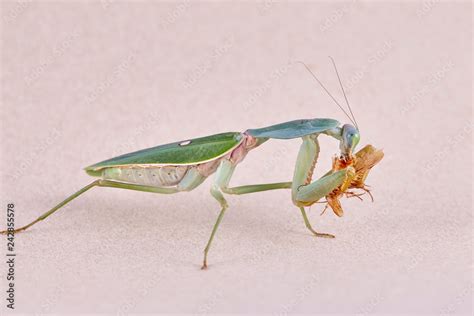 Giant Shield Mantis