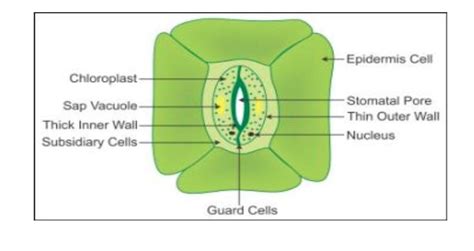 Transpiration Biology Form 2 Notes Easy Elimu