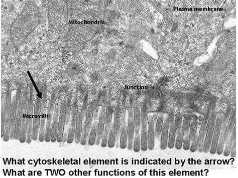 Introduction Unit 8 Cytoskeleton 3 Types Of Fibers