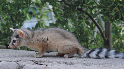 People Are Loving These Adorable Ringtail Cats That Are Native To North