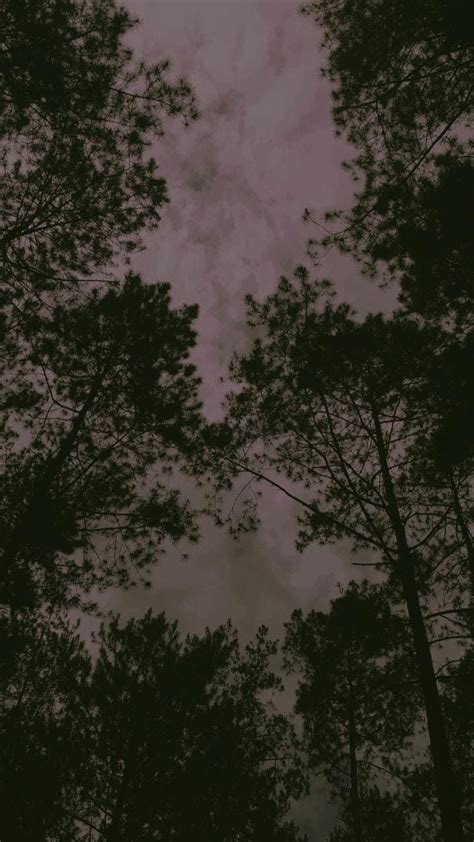 Pohon Dan Langit Langit Pohon
