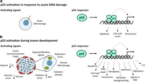 Deconstructing Networks Of P53 Mediated Tumor Suppression In Vivo