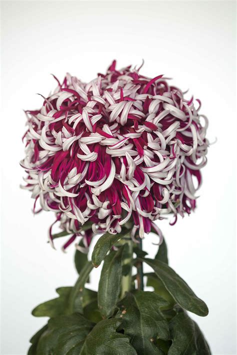 Flower Portraits on Behance