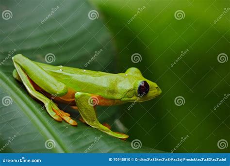 Agalychnis Spurrelli Corcovado