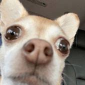 Meme Perro Con Lentes