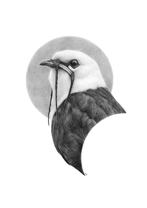 Three Wattled Bellbird Pencil Drawing By Mikhail Vedernikov Artfinder