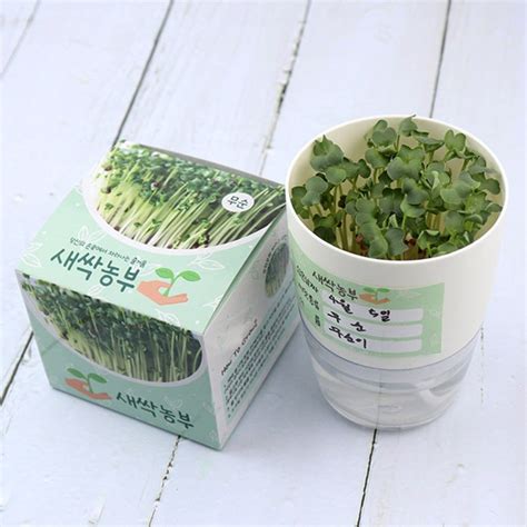 새싹농부 무순 브로콜리새싹 기르기 키트 놀이잼