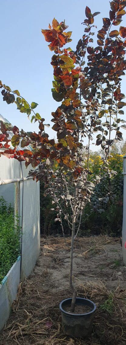 Corcodus Rosu Prunus Cerasifera Pissardii