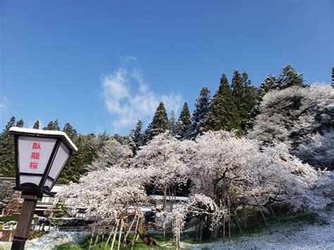 汐華初流乃 On Twitter まさかの満開の臥龍桜に雪ºᗜ ºᕷ˖°