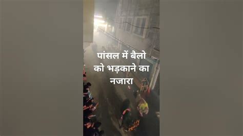 पांसल में बैलों को भड़काने का दृश्य देखने के लिये दूर दराज से आते हैं