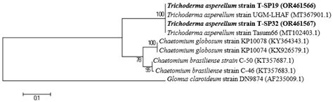 Using Trichoderma Asperellum To Antagonize Lasiodiplodia Theobromae