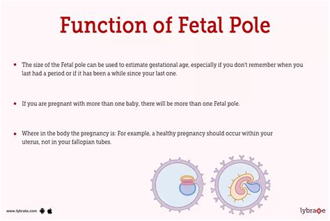 Fetal Pole Human Anatomy Image Functions Diseases And Treatments