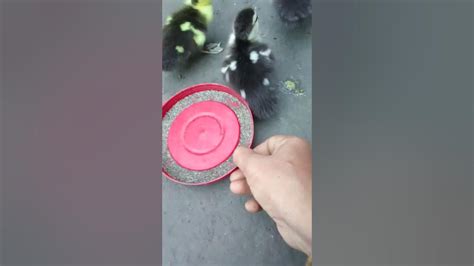 চিনা হাঁসের একদিনের বাচ্চা কে কিভাবে খাবারবেন Youtube