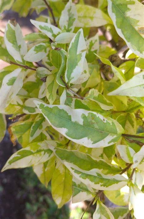 Anting Putri Pengertian Taksonomi Ciri Jenis Cara Merawat Penjelasan Lengkap Tani Sejahtera