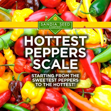 Hottest Peppers Scale Sandia Seed Company