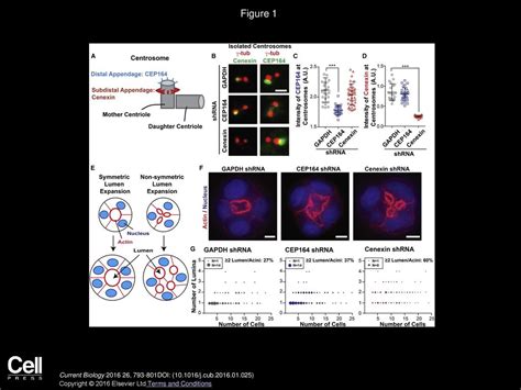 Hui Fang Hung Heidi Hehnly Stephen Doxsey Current Biology Ppt Download