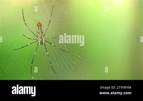 Spider Closeup Nephila Pilipes Northern Golden Orb Weaver Or Giant