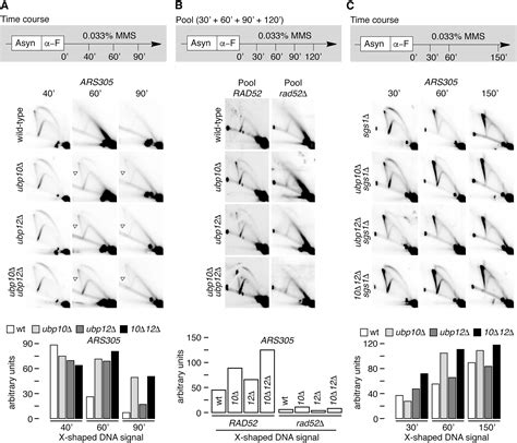 Pcna Deubiquitylases Control Dna Damage Bypass At Replication Forks