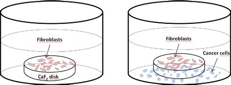 Figure 4 From A Ftir Imaging Characterization Of Fibroblasts Stimulated
