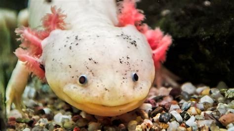 Axolotl Shows Promise In Unlocking Skin Regeneration Secrets