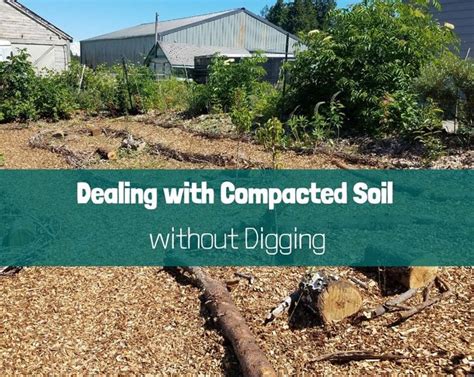 Dealing With Compacted Soil Without Digging Growing With Nature