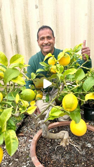 Armstrong Garden Centers On Instagram 🍋3 Tips For Making Your Mini