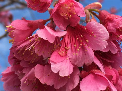 寒緋桜と晩ごはん りゅうこ