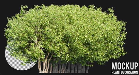 Premium Psd Various Types Of Tree Branch Plants Bushes Shrub And And
