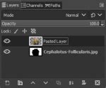 How To Cut Out An Image In GIMP Step By Step Guides