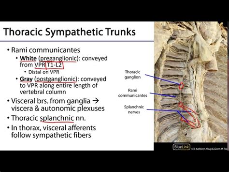 Vagus Nerve Thorax