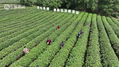 茶山抢“鲜”这里摘下早春第一芽凤凰网视频凤凰网