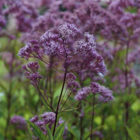 Eupatorium Fistulosum Atropurpureum Garten Wasserdost Online Kaufen Bei Blumixx