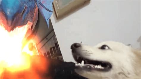 강아지에게 휴대폰 불 뿜는 드래곤 보여주면 벌어지는 일 재미진