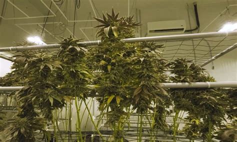 What You Need To Know About Growing Cannabis Hydroponically Floraflex