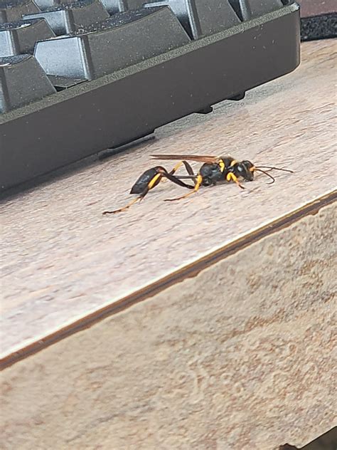 What Is This Bug And Why Is Its Butt Barely Connected To The Body R