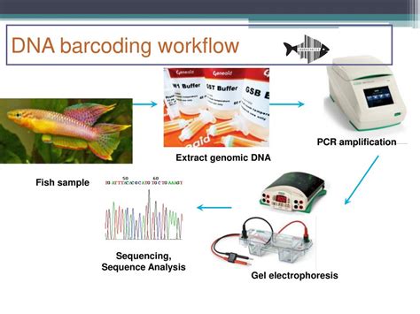 Identification And Management Ppt Download