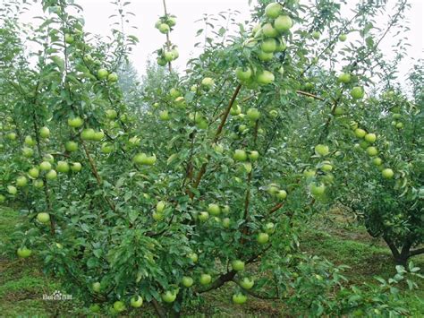 青苹图册360百科