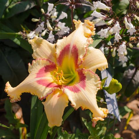 Michigan Nikki Bluebird Springs Farm