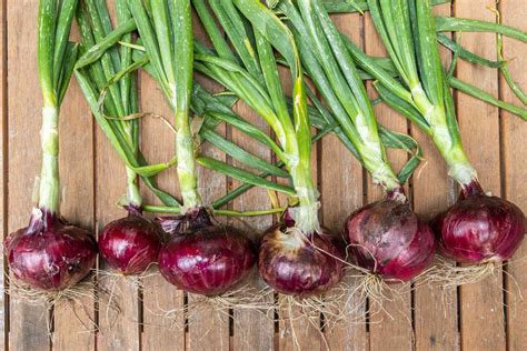 How To Grow And Care For Red Onions In The Garden